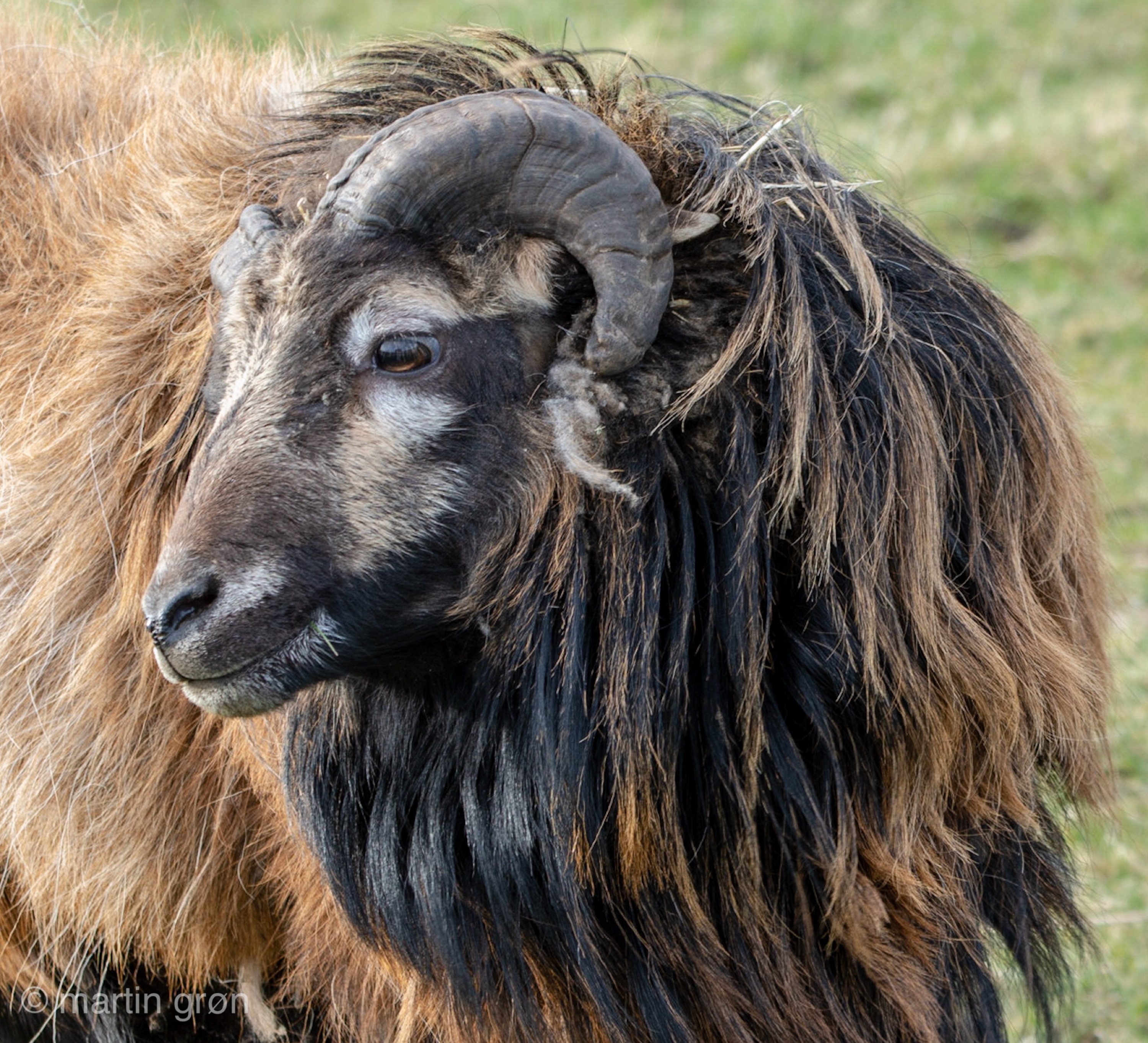 Papa goat… – Greensworld photos