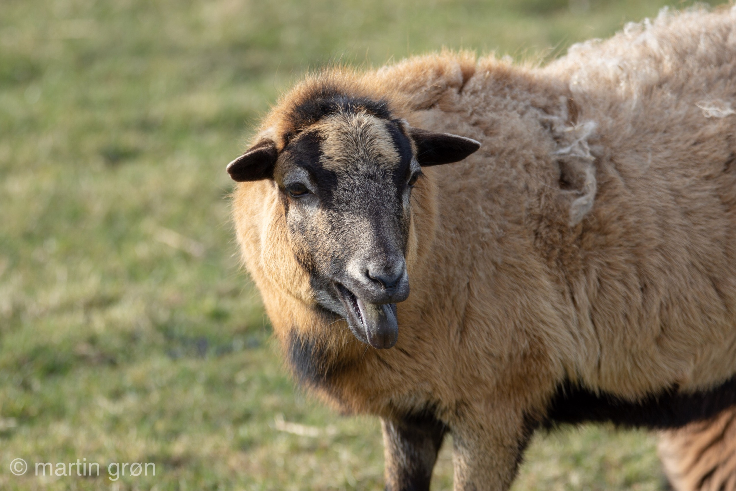 Mama goat…baaaaaah… – Greensworld photos